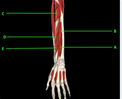 Diagram Of Deep Posterior Forearm Muscles Quizlet