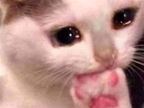 Danh sách những hình ảnh Meme mèo khóc hài hước dễ thương và độc đáo nhất