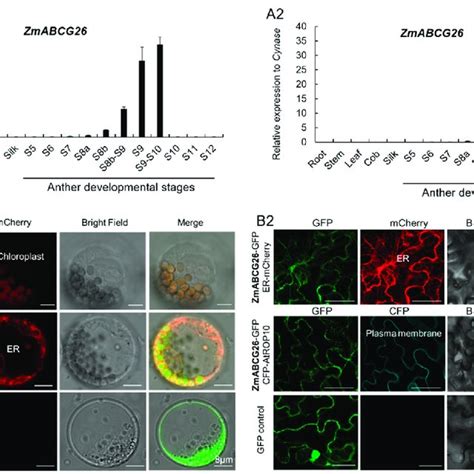 Spatiotemporal Expression Analysis Of Zmabcg26 Gene And Subcellular Download Scientific Diagram