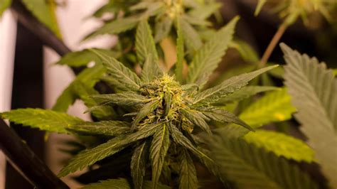 5 გრამი გამომშრალი მარიხუანის ფლობისთვის 500 ლარით დაჯარიმდებით კანონპროექტი Netgazeti