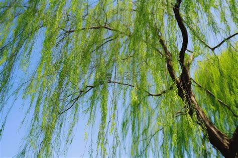 自然垂下的柳树高清图片下载 正版图片600431812 摄图网