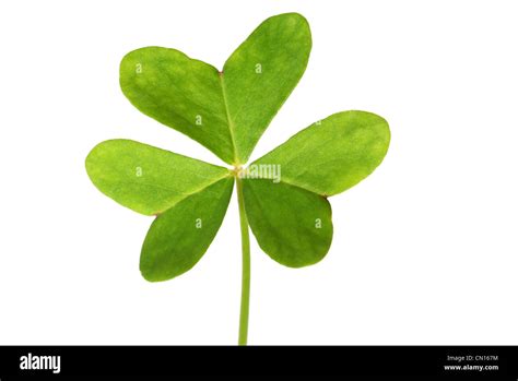 Trevo Hi Res Stock Photography And Images Alamy