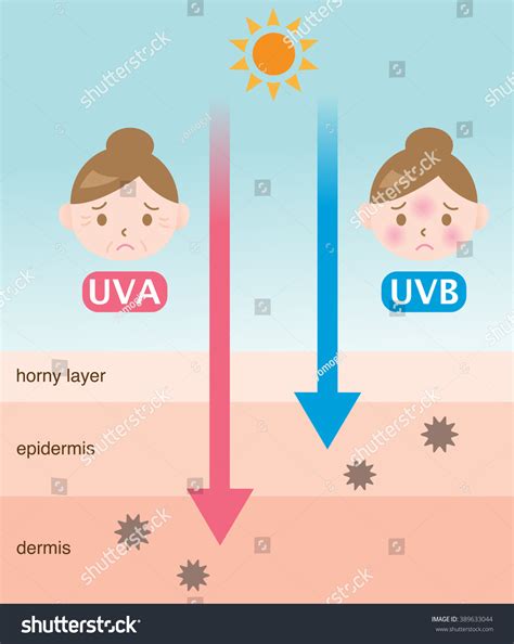 Infographic Skin Illustration Difference Between Uva Stock Vector Royalty Free 389633044