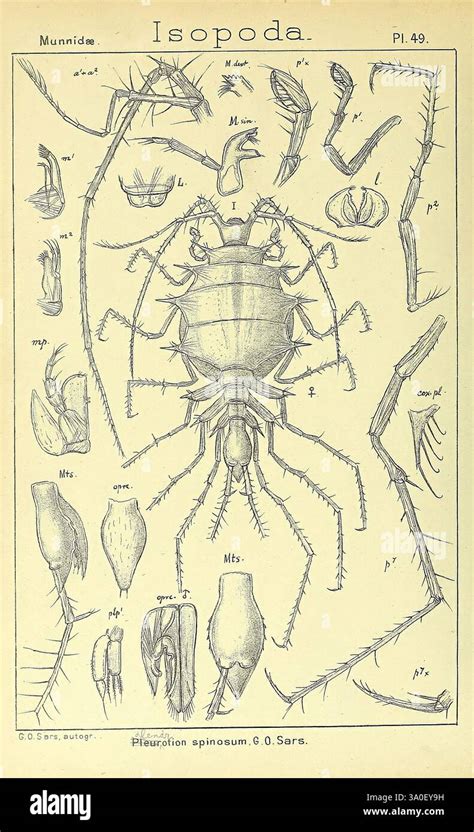 An Account Of The Crustacea Of Norway Christiania A Cammermeyer 1895 1928 Crustacea Norway