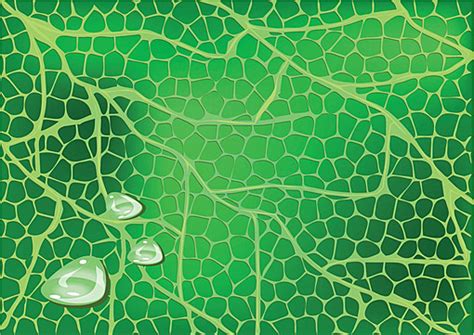 Leaf Surface With Drops Leaf Summer Weather Vector Leaf Summer