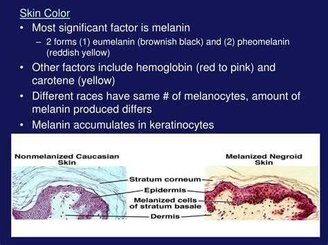 Ppt Biology 211 Anatomy And Physiology I Powerpoint Presentation Free