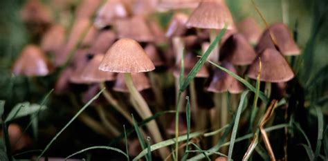 How Does A Fungus Reproduce Attraction Sex And Spores Shortform Books