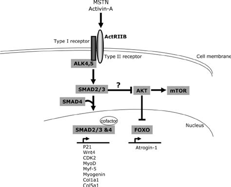 Cellular Signal Transduction Upon Stimulation With Myostatin Mstn Or