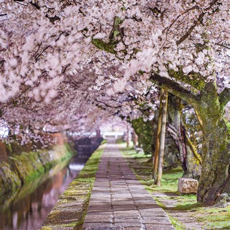 Zekkei Japan 本日の絶景スポットはこちら📸 【京都府｜哲学の道】 詳しい情報などはこちら☟