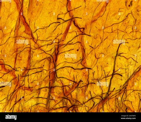 Light Micrograph Of The Molecular Layer Of The Cerebellar Cortex