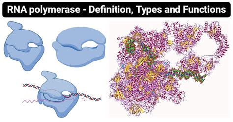 Prokaryotic And Eukaryotic RNA Polymerase