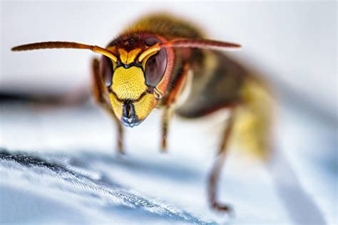 Do Wasps Kill Bees Insects At War Revive A Bee