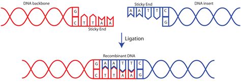 Ligase Définition Cest Quoi