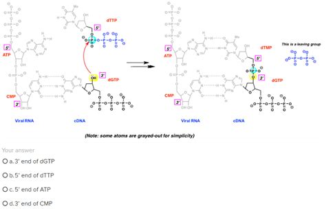 Solved An Example Of Reverse Transcription Of A Viral Rna Is