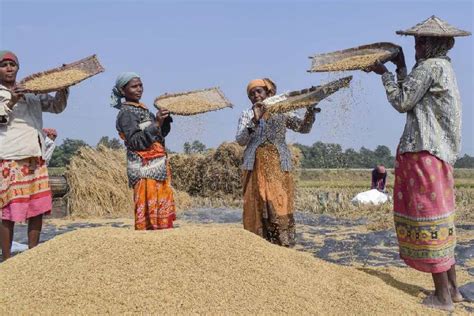 Paddy Procurement Low Bonus Hits Paddy Purchase Target Bengal Fails