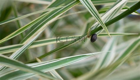Phalaris arundinacea 叶子上的小圆蜗牛又称芦苇金丝雀草高清摄影大图 千库网