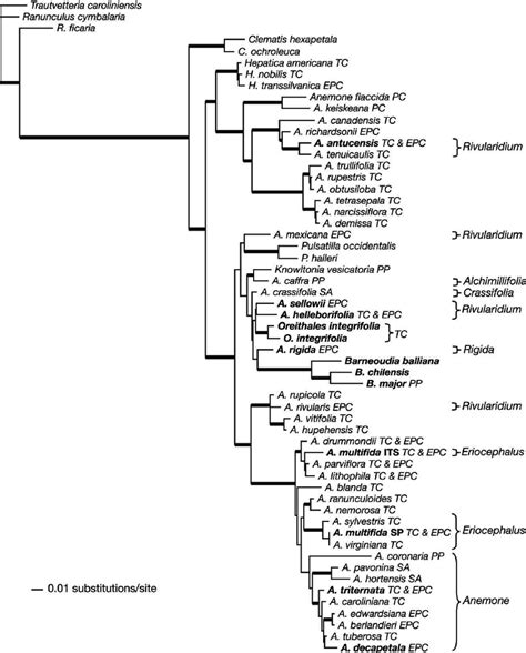 Maximum Likelihood Phylogram Resulting From Analyses Of Combined