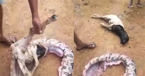 फूला हुआ था 20 फीट के अजगर का पेट गांववालों ने देखते ही फाड़ दिया अंदर से निकली ऐसी चीज़