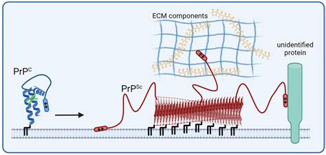 A Structural Model For The Toxicity Of Prpsc The Unstructured