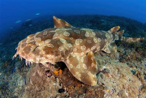 The 15 Weirdest Shark Species In The World Housely
