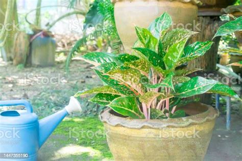 물 항아리 또는 냄비에 있는 Aglaonema 단풍 봄 눈 중국 상록수 이국적인 열대 잎 중국 상록 배경 식물 집 공기 정화