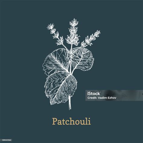 Patchouli 분기 벡터로 스케치 디자인 요소 조각 스타일의 식물 그림 화장품 및 제약 허브의 손으로 그린 그림 패출리에 대한 스톡 벡터 아트 및 기타 이미지 Istock