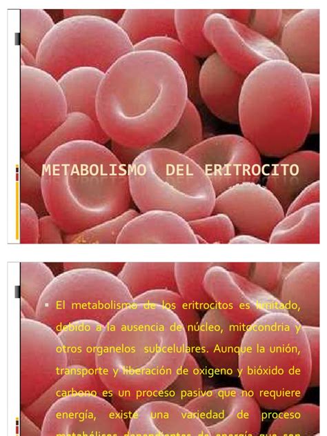 Metabolismo Del Eritrocito Pdf Glóbulo Rojo Metabolismo