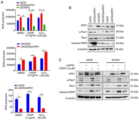 Mitochondrial APE1 Promotes Cisplatin Resistance By Downregulating ROS