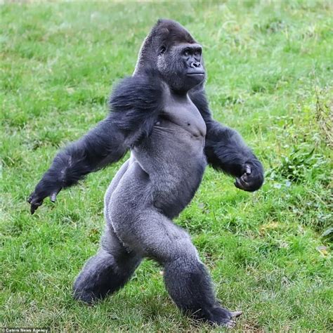 صور غوريلا يمشي مثل الانسان مـزمـز