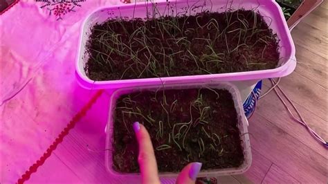 ПОСЕВ ЛУКА НА РАССАДУ И ПЕРВЫЕ ВСХОДЫ Youtube