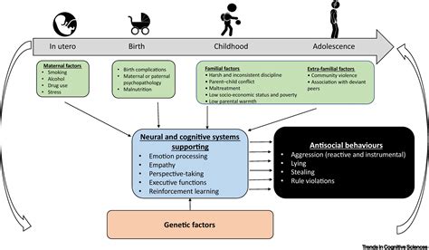 Antisocial Behavior And 4 Important Theoretical Perspectives To It