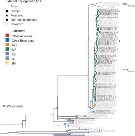 Maximum Likelihood Phylogenetic Tree Of Yfv In Brazil Nodes With 50