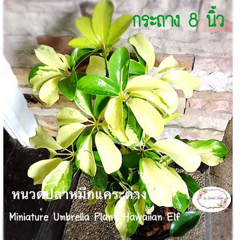 ☘️ หนวดปลาหมึกแคระด่าง ☘️ Miniature Umbrella Plant ☘️ กระถาง 8 นิ้ว ☘️ Shopee Thailand