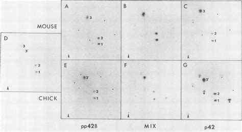 Tryptic Peptide Maps Of Mouse And Chicken Pp42b Related Proteins Nr 6