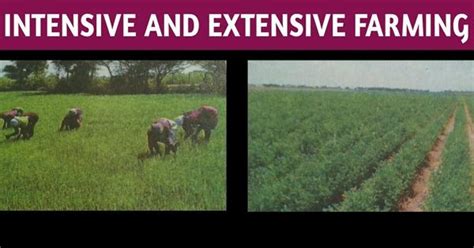 Intensive Vs Extensive Farming The Differences You Never