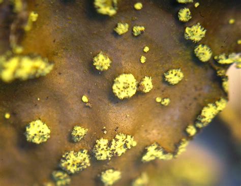 Cuaderno De Campo Del Treparriscos Pseudocyphellaria Crocata