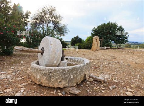 Medieval Millstone Used For Grinding Sugar Cane Sanctuary Of Aphrodite Paphos Area Cyprus