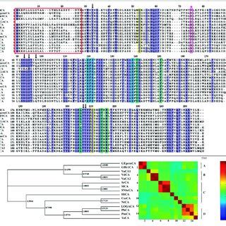 Multiple Sequence Alignment Msa And Phylogenetic Tree Of Retrieved