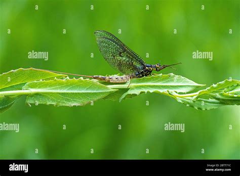 Green Drake Mayfly Ephemera Danica Male In Spring With Greengrass Field