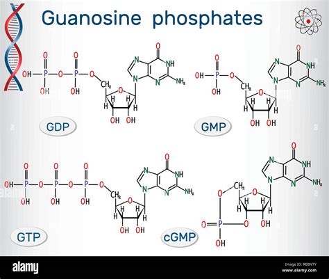 Guanosine Phosphates Guanosine Triphosphate Guanosine Diphosphate Guanosine Monophosphate