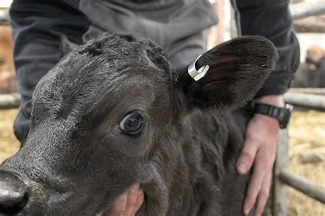Hooves And Horns Navigating Cow Tagging Options And Regulations The