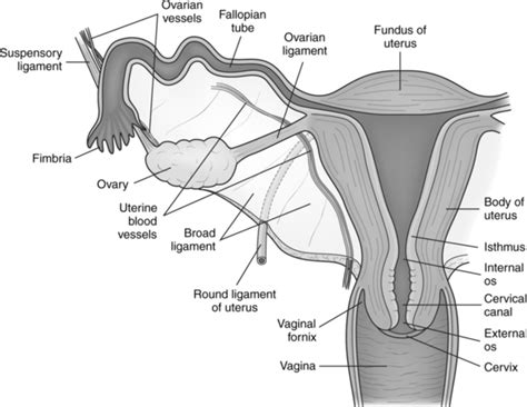 Uterine Horn Definition And Function At Monte Rodriquez Blog