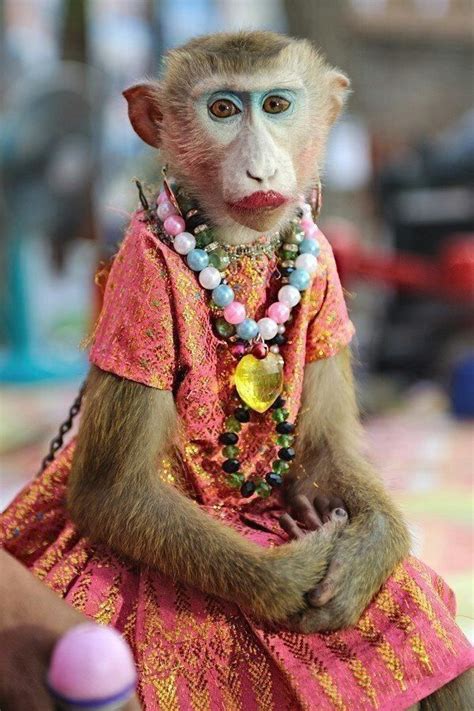 Pin On Monkey