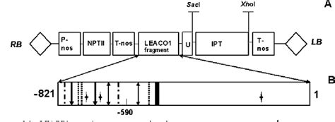 Figure 1 From GENETIC TRANSFORMATION AND HYBRIDIZATION Semantic Scholar