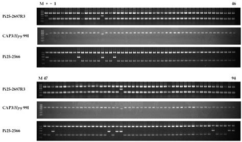 A Novel Pcr Based Functional Marker Of Rice Blast Resistance Gene Pi25