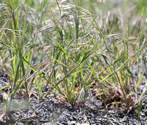 The California Wildfire Culprit No Ones Talking About Invasive Grasses