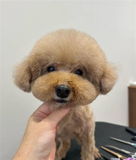 이천 애견미용 푸들푸들 푸들미용 큰테디컷 토리 네이버 블로그