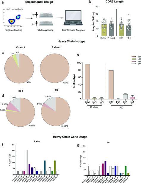 B Cell Receptors Cdr3 Length Isotypes And V Gene Usage A