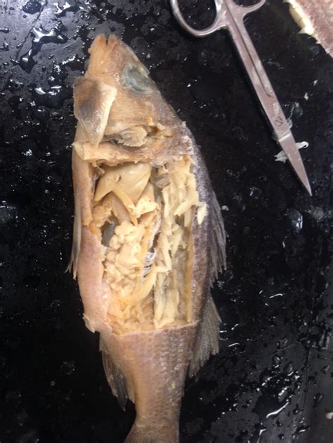 Perch Dissection Lab Stem Marin Portfolio Katie