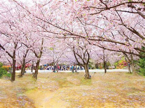Nishi Park Sakura Festival Fukuoka Now